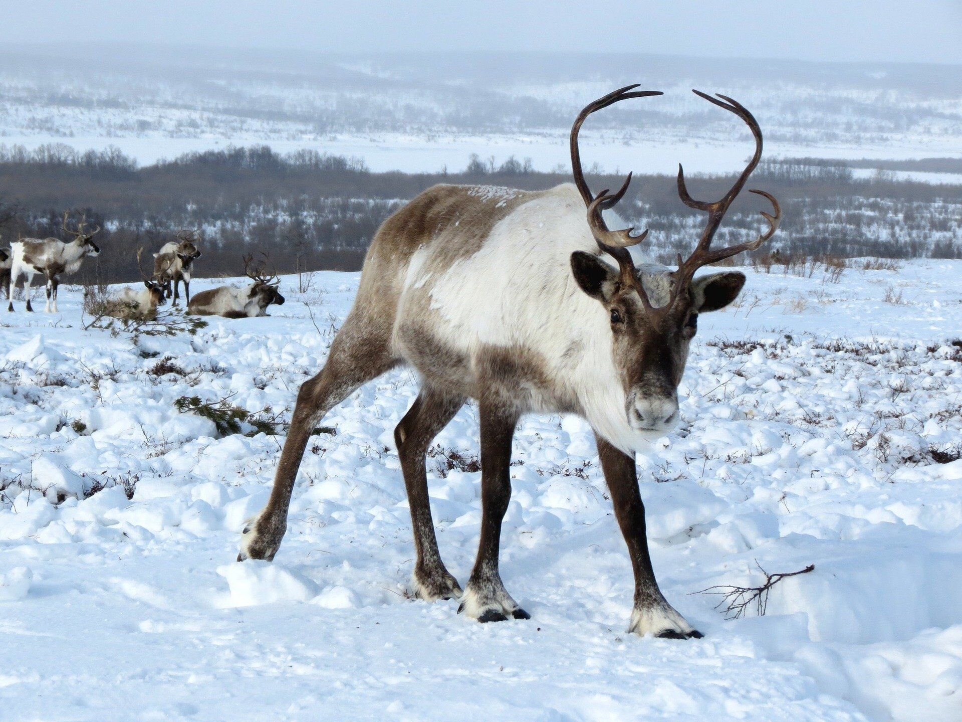Reindeer Farm Experience – NMAGIC
